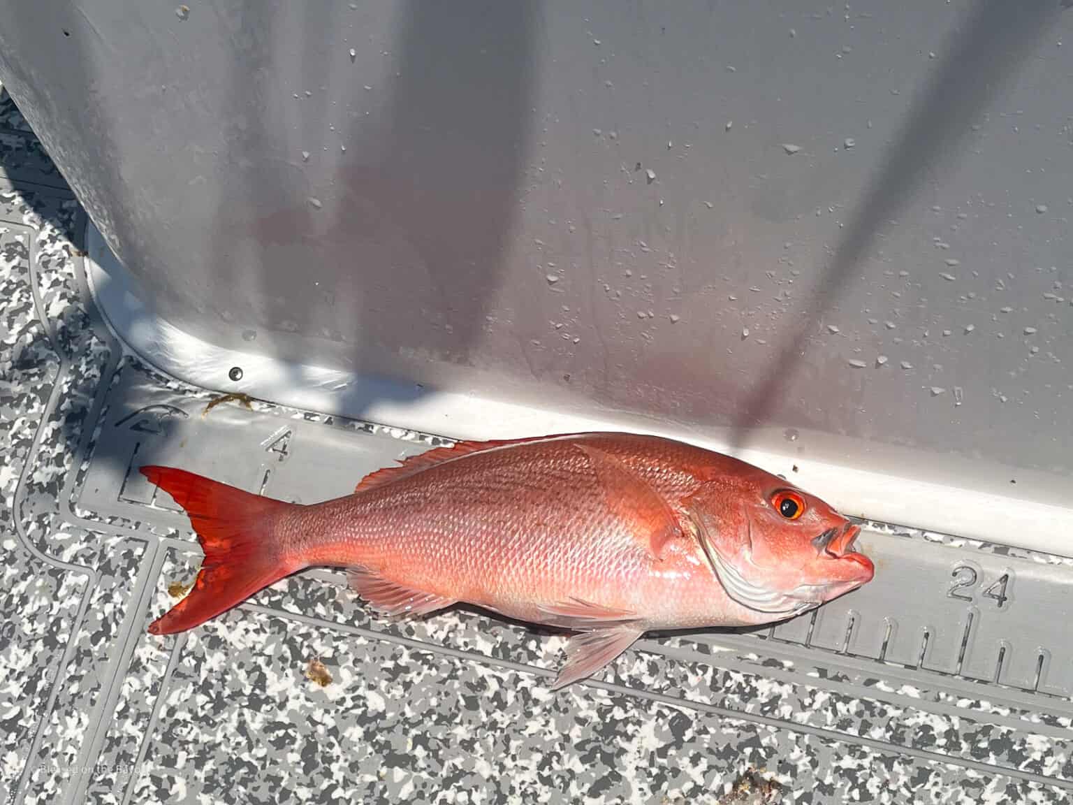 Stuffed Vermilion Snapper